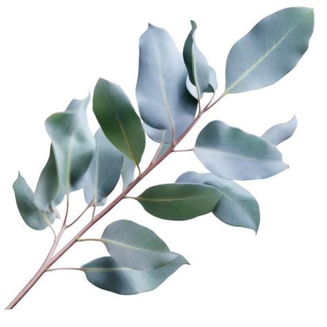 Eucalyptus — Perfume — Odorelle