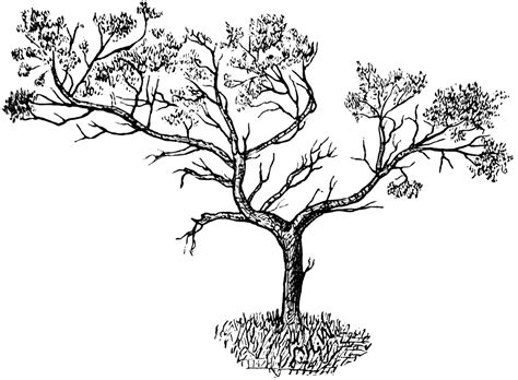 Cypress Tree Drawing At GetDrawings Free Download