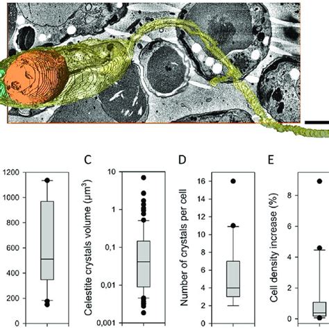 Photomicrographs Of Cercozoa A C And Euglenozoa D A Euglypha