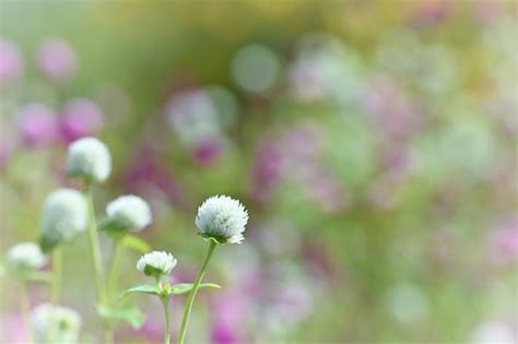 千日紅センニチコウ 空のいろ 花のいろ