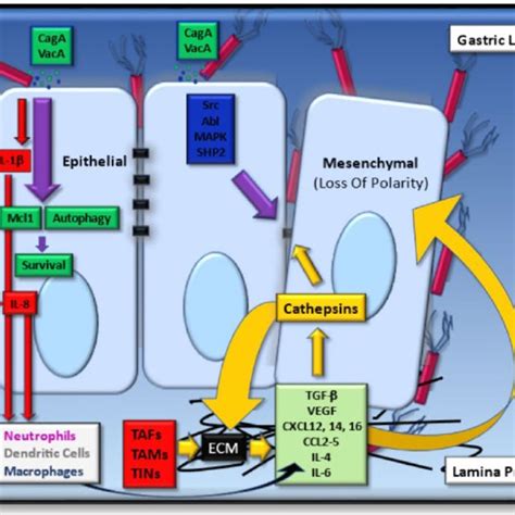The Localized Inflammatory Response Upon The Infection Of Gastric