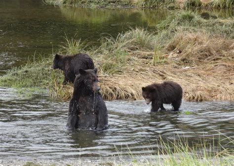 Admiralty Island Alaska Bear Viewing Day Tour Juneau Bear Viewing
