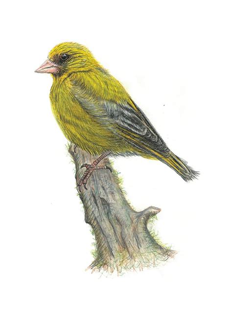 Greenfinch Pauleverettartist