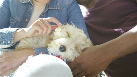 Cocker Poo Bilder Bläddra Bland 118 Stockfoton Vektorer Och Videor