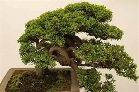 How Long Do Bonsai Trees Live Home Cadet