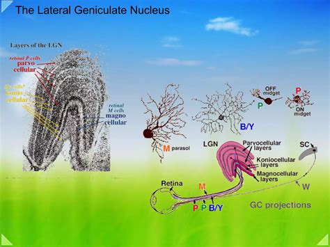 04c Visual Signal Processing Color Vision Ppt