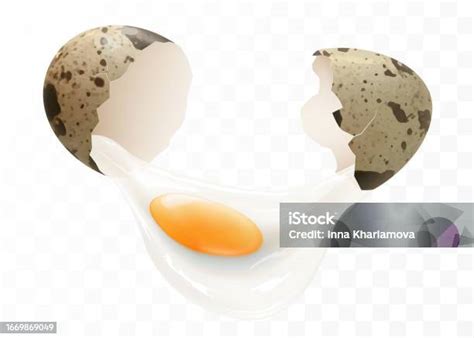 투명한 배경에 격리 된 깨진 얼룩덜룩 한 메추라기 알 단백질과 노른자는 깨진 달걀 껍질에서 흘러 나왔다 금이 간 달걀의 가로
