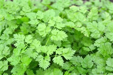 Chervil Massa Seeds Justseed