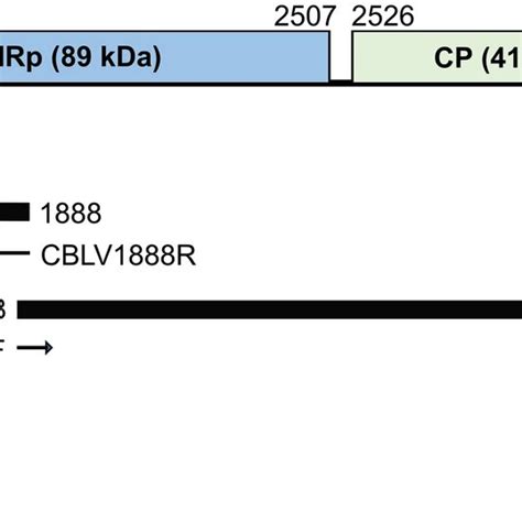 Schematic Representation Of Genome Organization Of The Taiwan Cucumber Download Scientific