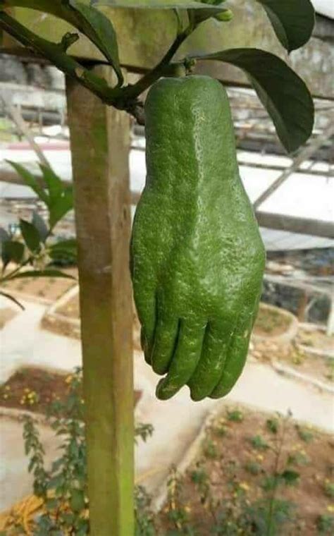Guava Hand Rinteresting