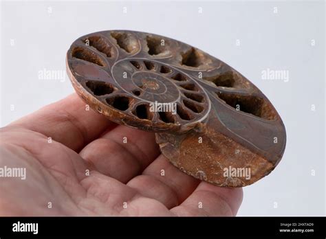 Mineral Replacement Fossils