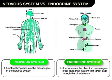 Central Nervous System And Peripheral Nervous System Differences