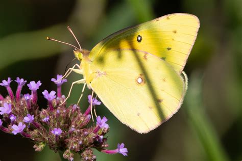 Orange Sulphur From Brooklyn Botanic Gardens On August 27 2023 At 1055 Am By Elliotte Rusty