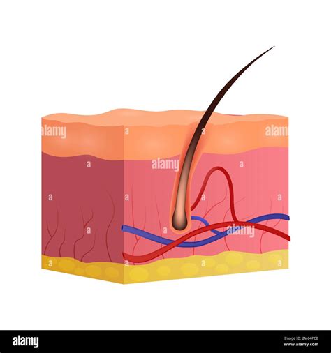 Cross Section Of Skin And Hair Dermatological System Realistic Design Isolated Vector