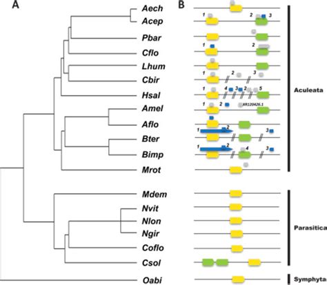 Diagram Showing The Relative Genomic Positions And Orientations Of The
