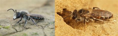 15 Types Of Bees Found In Oregon 2025 Bird Watching Hq