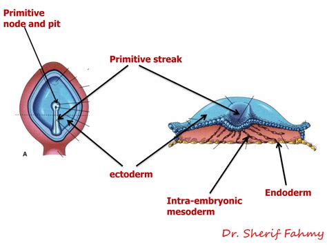 Intra Embryonic Mesoderm General Embryology Ppsx