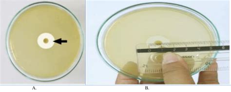 Disk Diffusion Method Of Ast A The Zone Of Inhibition Arrow Is The Download Scientific