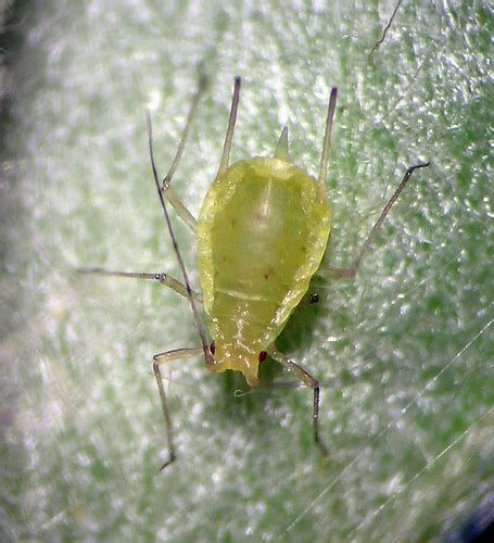 Acyrthosiphon Macrosiphum Bugguide Net