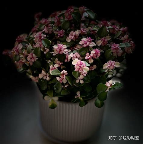 建立自我 追求无我 知乎