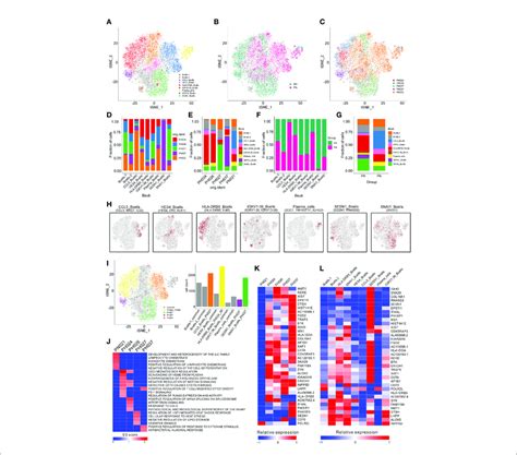 Identification Of B Cell Clusters A T Sne Plotting Revealing Nine