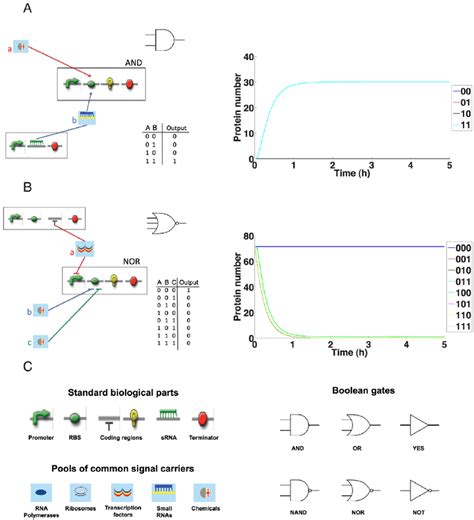 Biological Boolean Gates The Simple Composition Of Standard Biological Download Scientific