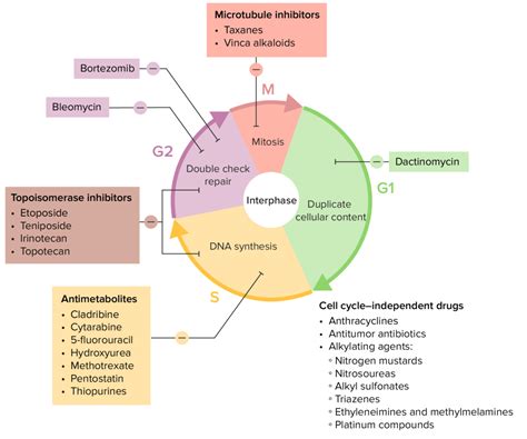 Antimetabolite Chemotherapy Concise Medical Knowledge