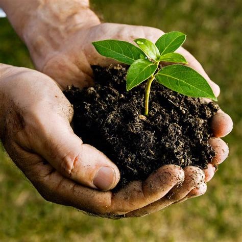 ბუნების დამცველი დარგე ხე გაამწვანე შენი გარემო შენივე სიცოცხლის გადასარჩენად