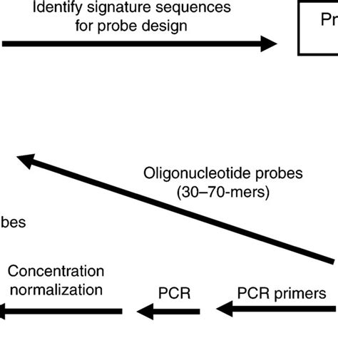 Flowchart Of Gene Specific Dna Microarray Production Download Scientific Diagram