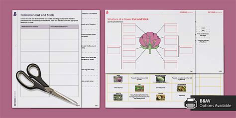 Ks3 Plant Reproduction Cut And Stick Resource Pack Twinkl