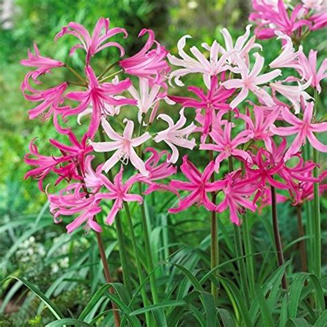 Nerine Lily Bouquet