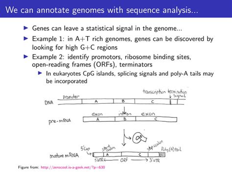 Ppgardner Lecture04 Annotation Comparativegenomics Pdf