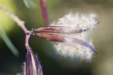 Collecting Oleander Seeds For Planting How To Grow Oleander From Seeds Gardening Know How