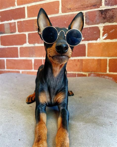 Фото английского той-терьера (33 фотографий)