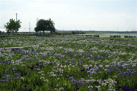 埼玉県久喜市菖蒲の菖蒲城趾あやめ園に行ってきました 霊園とお墓のはなし