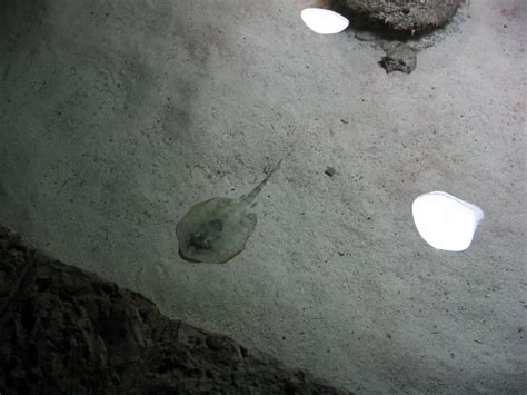 Yellow Stingray Facts Diet Habitat And Pictures On Animaliabio