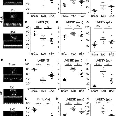 Echocardiographic Profiles Of Mice At 4 And 8 Wk A And H Download Scientific Diagram