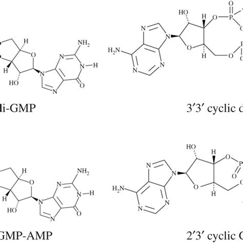 The Chemical Structure Of The Four Major Cdns In Living Organisms Is Download Scientific