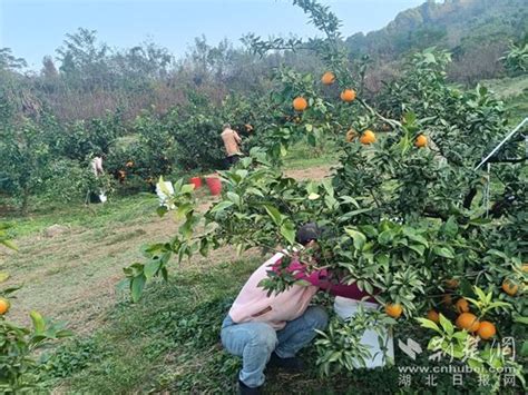阳新果农5万斤杂柑滞销，急盼销路解“丰收的烦恼” 荆楚网 湖北日报网