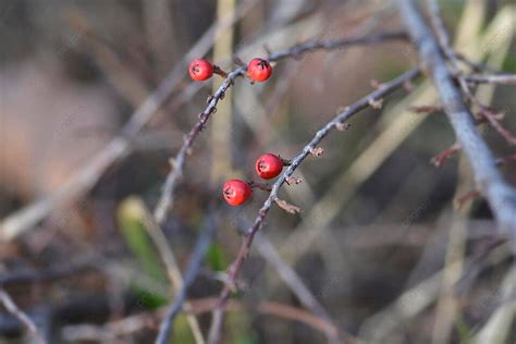 Rock Cotoneaster Nature Winter Close Up Photo Background And Picture