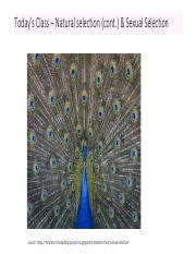 Evolution Lecture 3 Mechanisms Natural Selection Conti Sexual Selection Pdf Today S