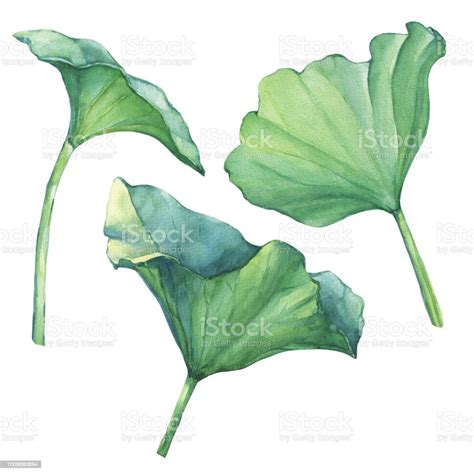 로터스 잎 수채화 손으로 그린 그림을 흰색 배경에 고립 된 그림 초대장 인사말 카드 섬유 디자인 패키지 패턴에 대 한 0명에 대한 스톡 벡터 아트 및 기타 이미지 Istock