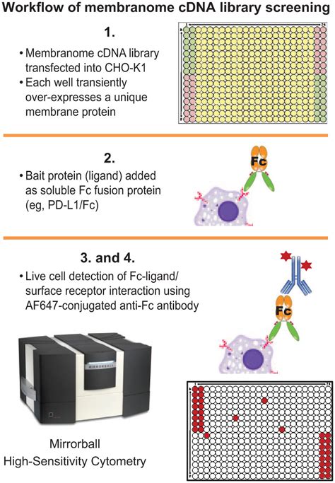 Cdna Library Screening