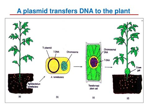 Ppt How Transgenic Plants Are Made Powerpoint Presentation Free Download Id2010598