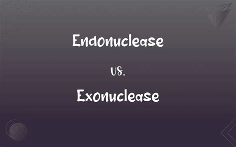 Endonuclease Vs Exonuclease Whats The Difference
