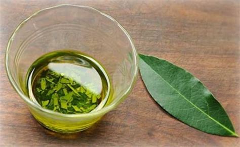 რა სამკურნალო თვისებები გააჩნია დაფნის ფოთლის ზეთს