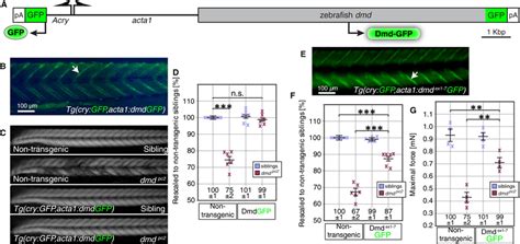 The Dystrophin Isoform Dmd∆ex1‐7 Lacking Exons 1‐7 Is Partially