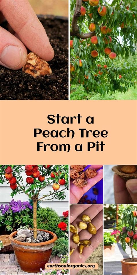 Start A Peach Tree From A Pit Peach Trees Peach Growing Roses