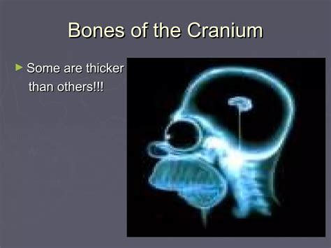 Skeletal System Powerpoint Ppt