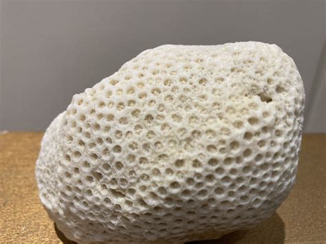 Fossil Sea Sponge Fossil Id The Fossil Forum